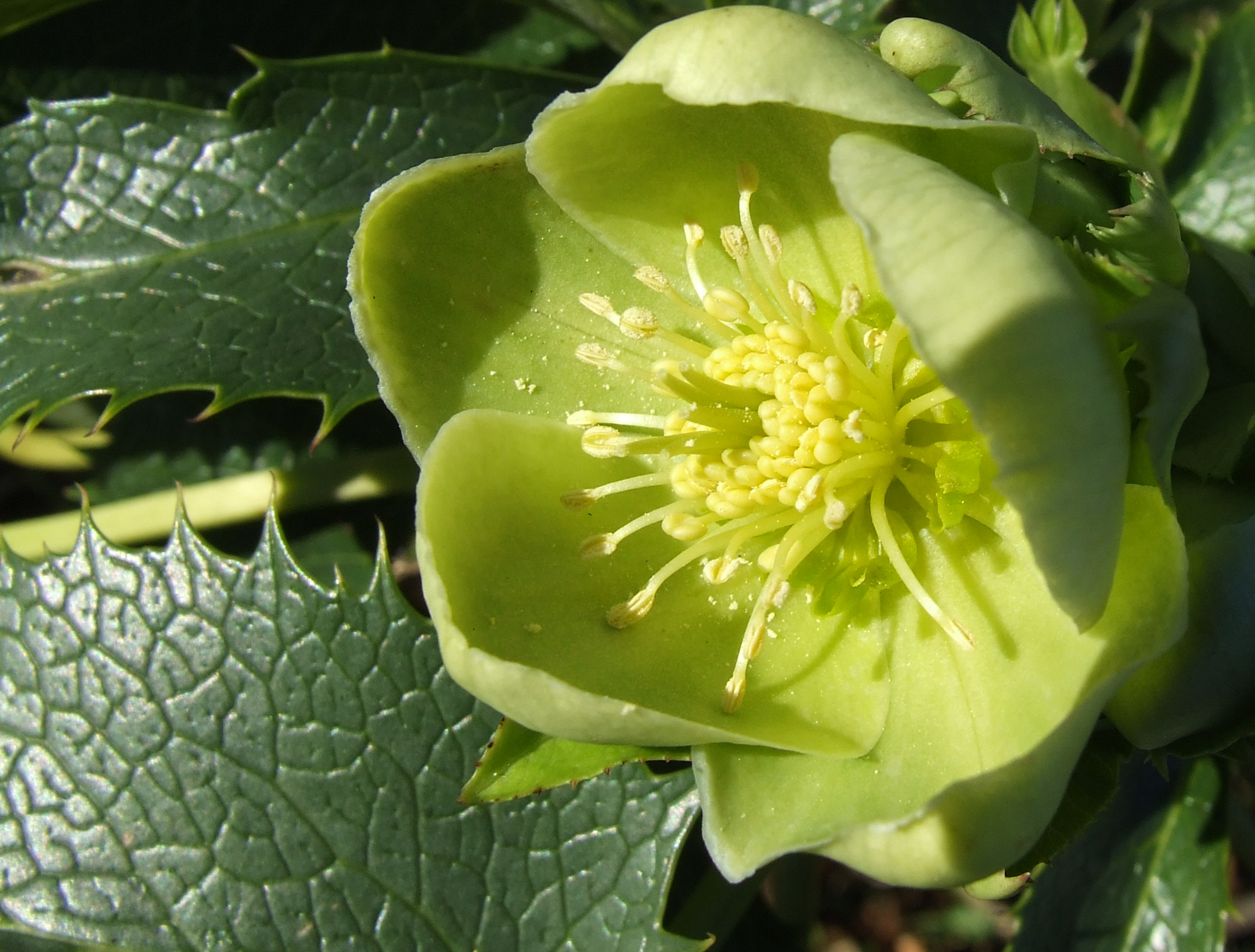 George Smith Flowers